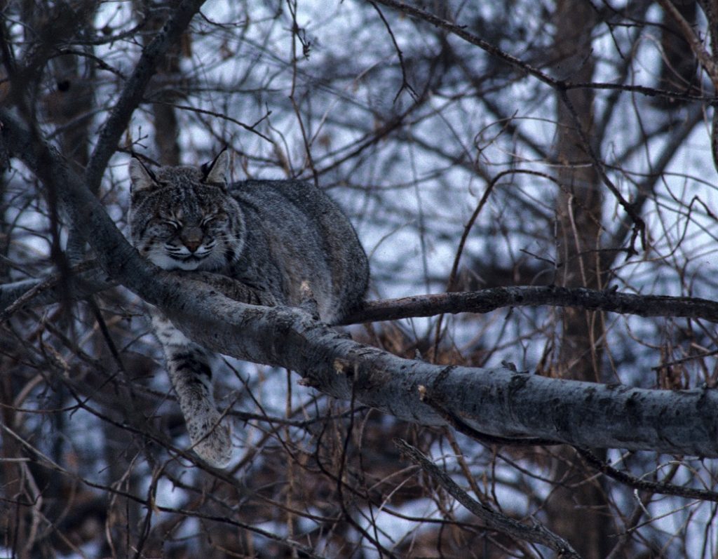 Mountain Lion | Wildlife Illinois