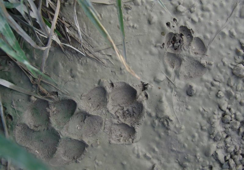 Coyote Tracks | Wildlife Illinois