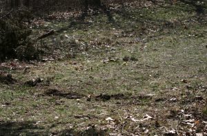 Eastern Mole | Wildlife Illinois