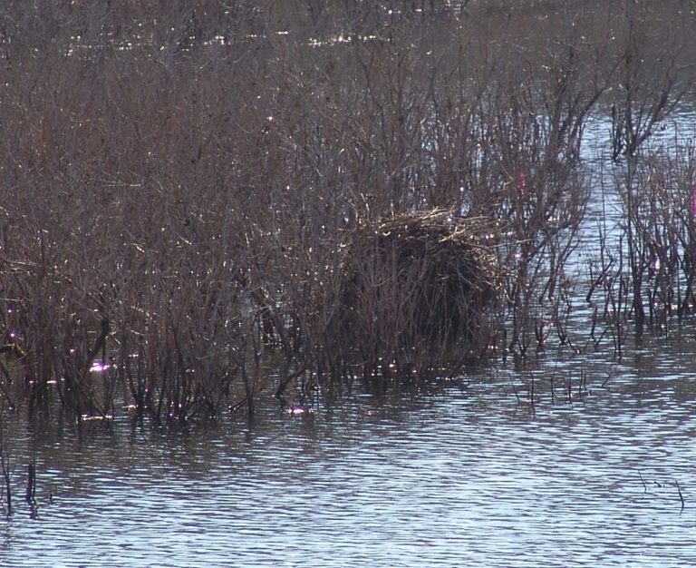 Muskrat | Wildlife Illinois