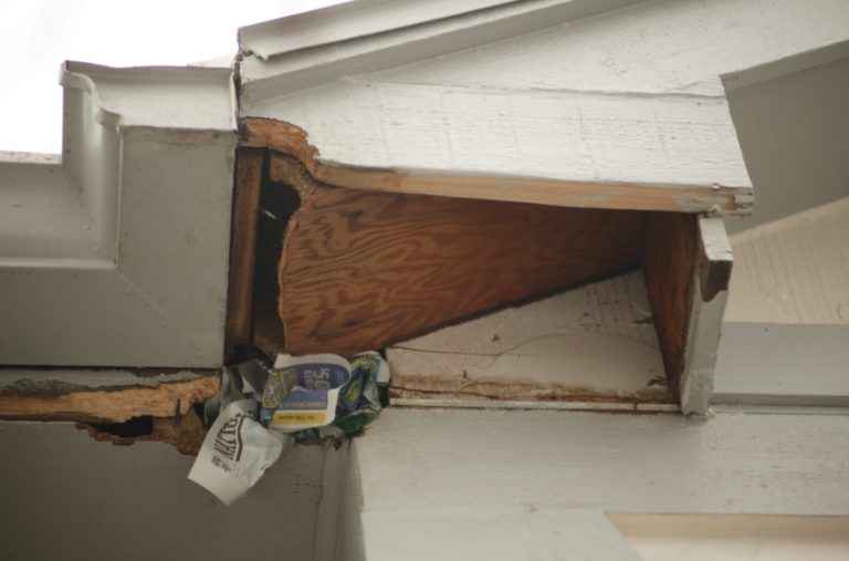 Repairing Damage: What to Know | Wildlife Illinois