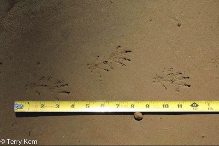 Muskrat Tracks | Wildlife Illinois