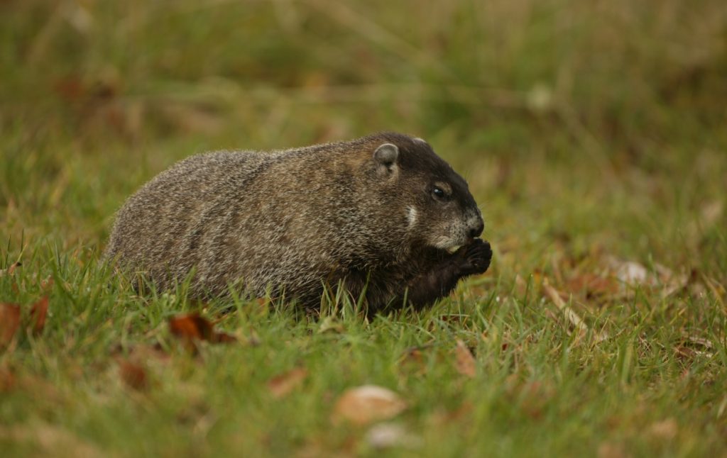 Woodchuck or Groundhog | Wildlife Illinois