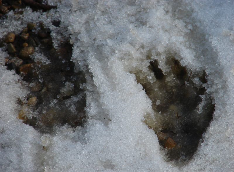 Woodchuck Tracks | Wildlife Illinois