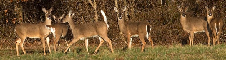 White-tailed Deer | Wildlife Illinois
