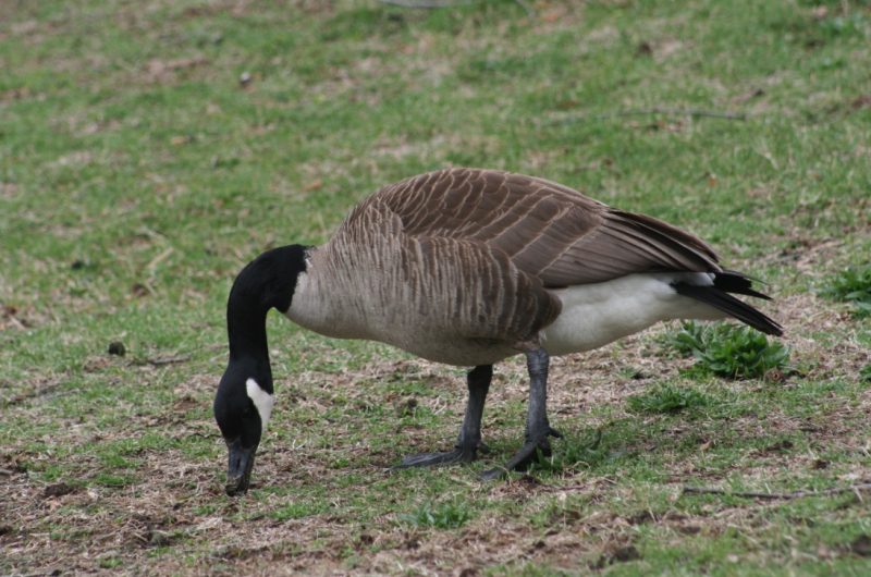 Canada Goose | Wildlife Illinois