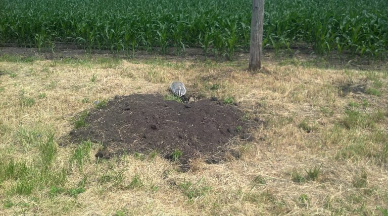 American Badger | Wildlife Illinois