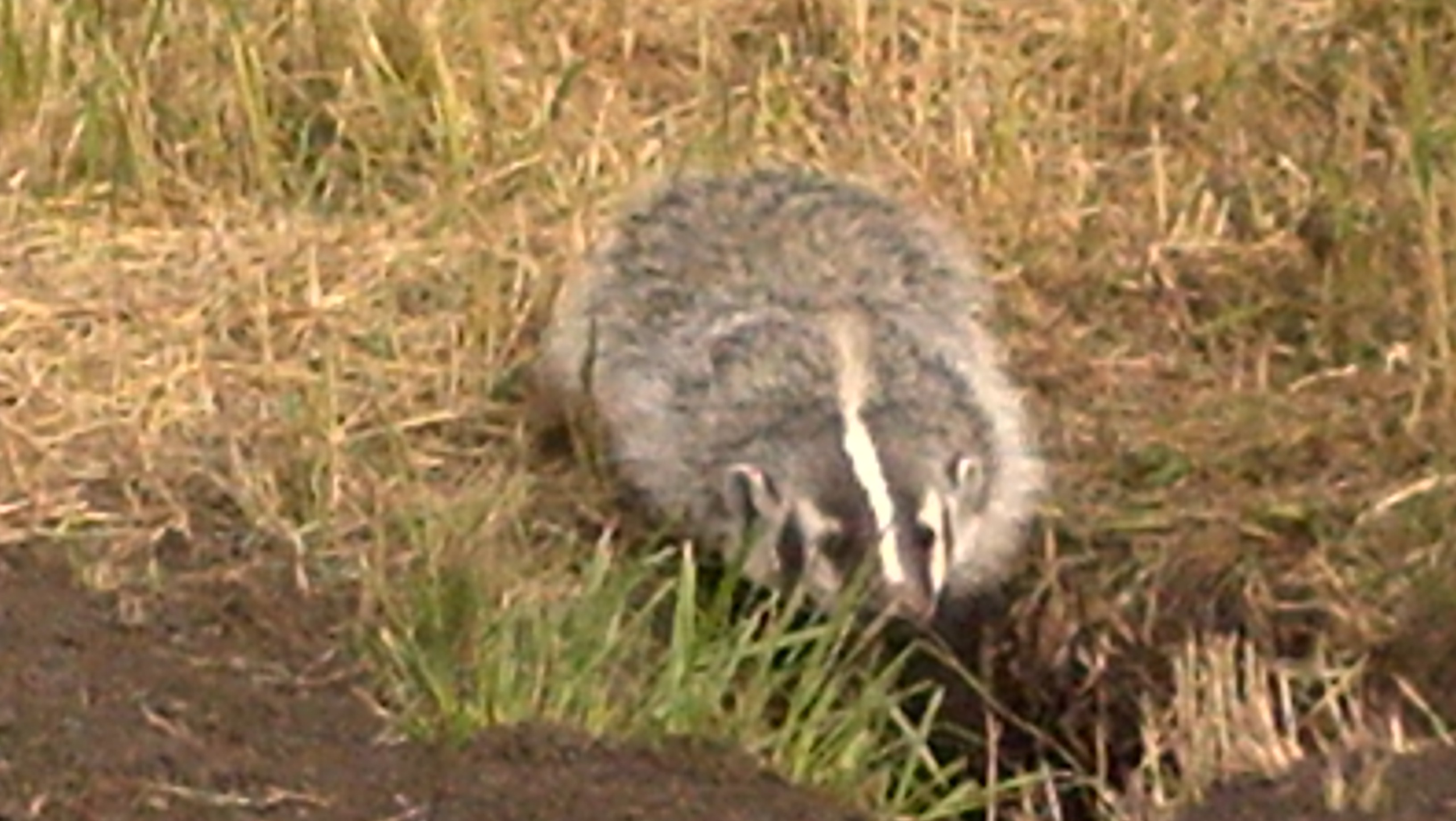 American Badger | Wildlife Illinois