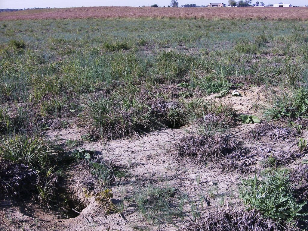 Badger Burrow | Wildlife Illinois