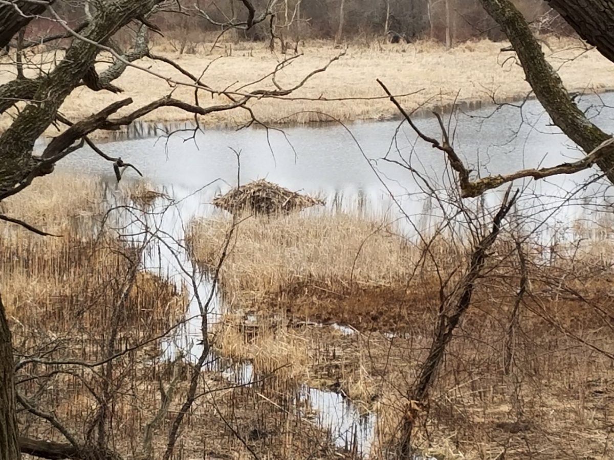 Beaver | Wildlife Illinois