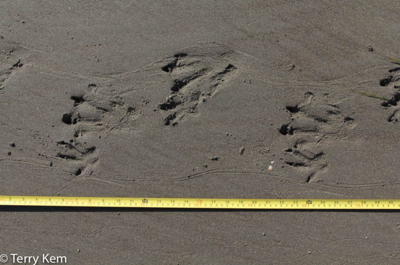 Beaver Tracks | Wildlife Illinois