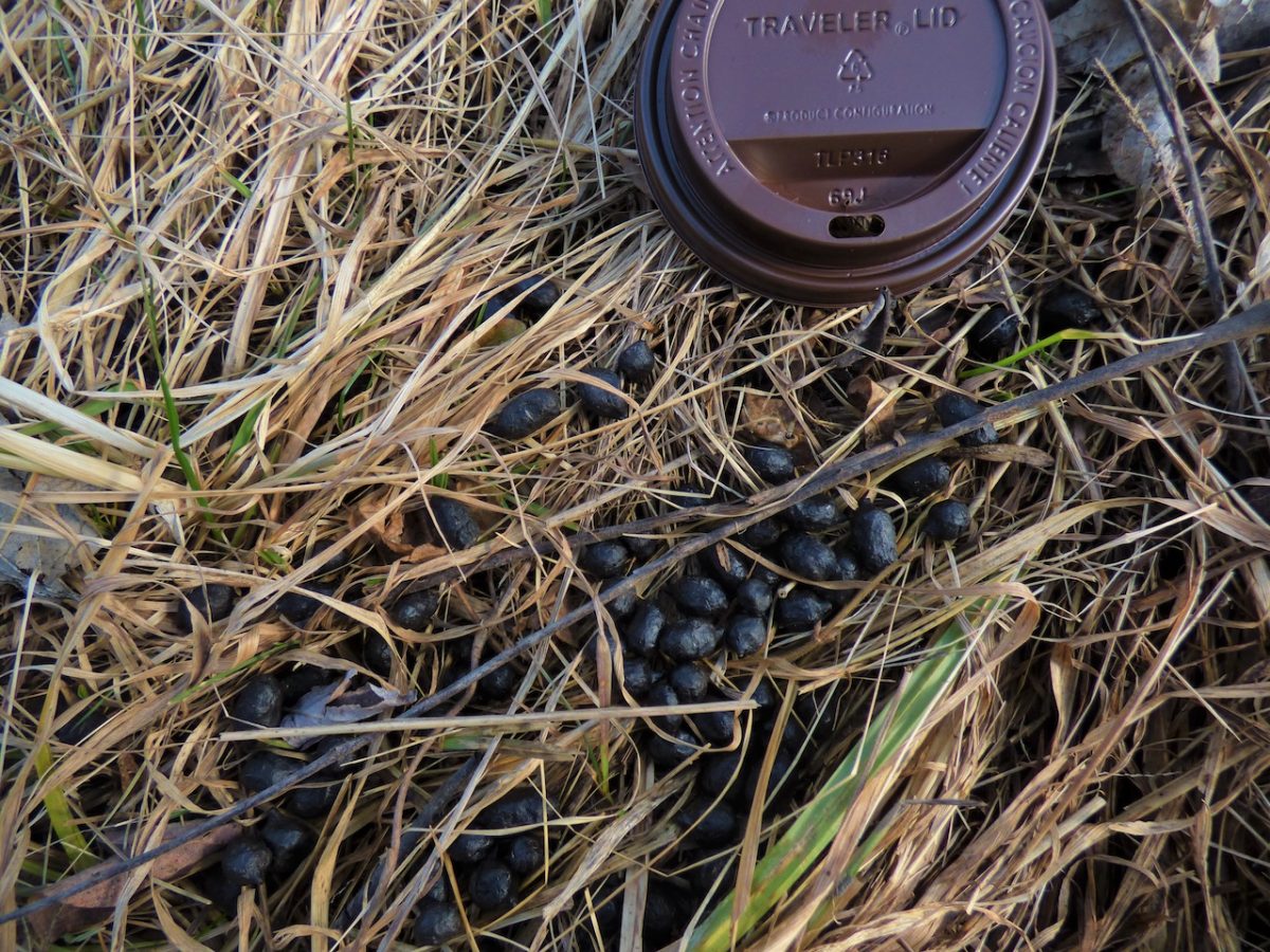 White-tailed Deer Scat | Wildlife Illinois