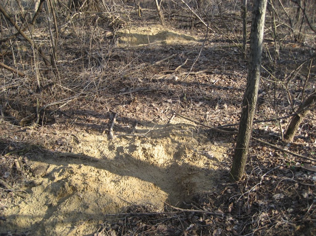 Badger Burrow | Wildlife Illinois