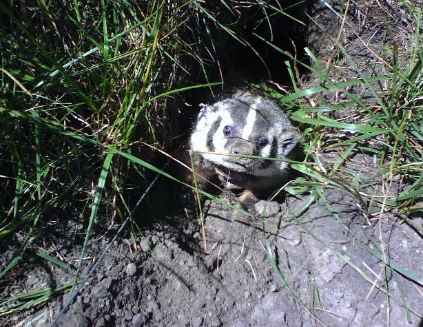 Badger Burrow | Wildlife Illinois