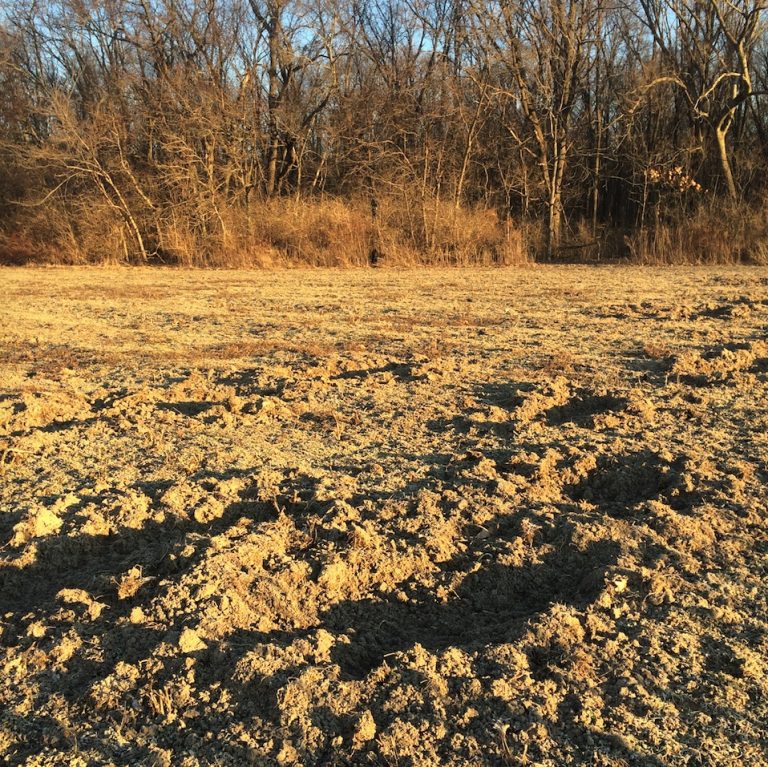 Other Feral Swine Damage | Wildlife Illinois