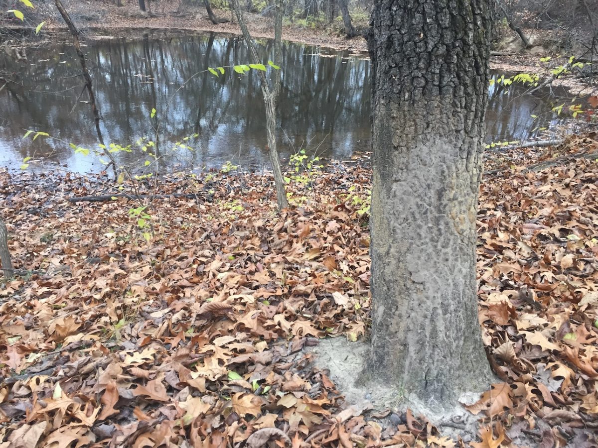 Feral Swine Damage | Wildlife Illinois