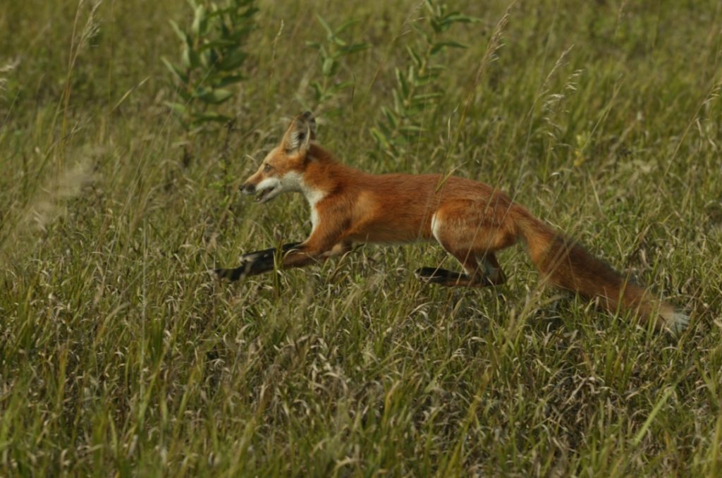 Red Fox | Wildlife Illinois