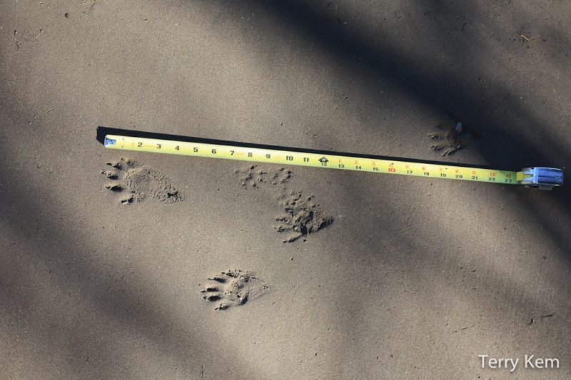 American Mink Tracks | Wildlife Illinois
