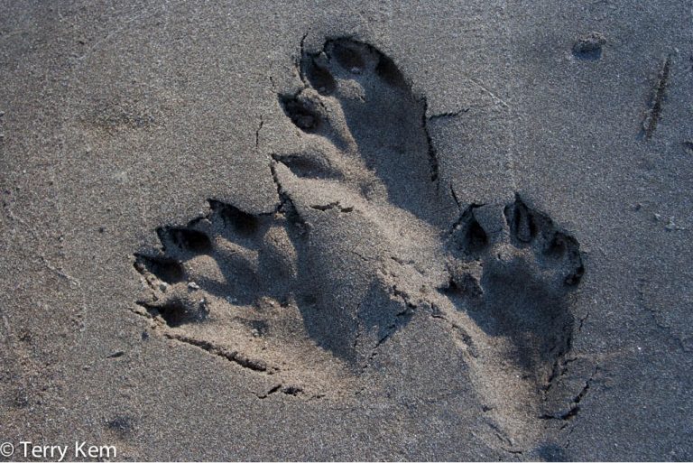 River Otter Tracks | Wildlife Illinois