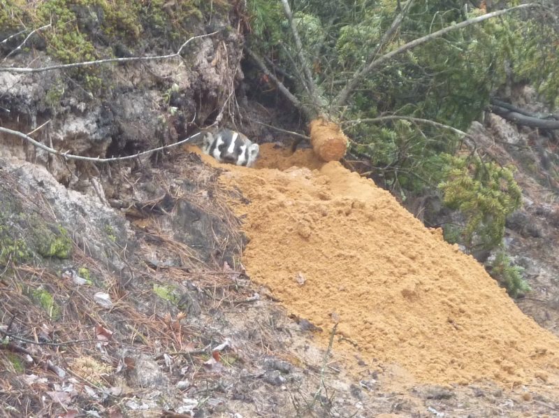 American Badger | Wildlife Illinois