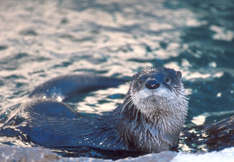 River Otter | Wildlife Illinois
