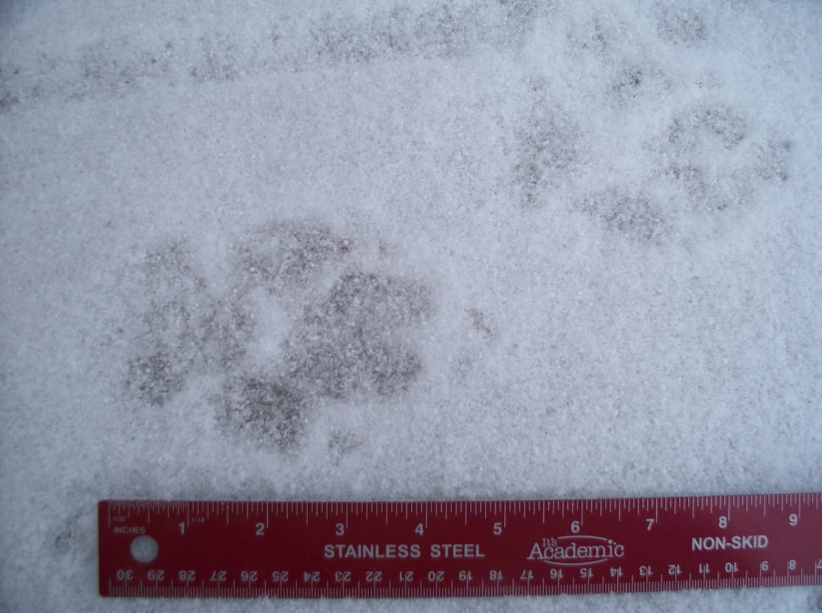 Gray Wolf Tracks | Wildlife Illinois