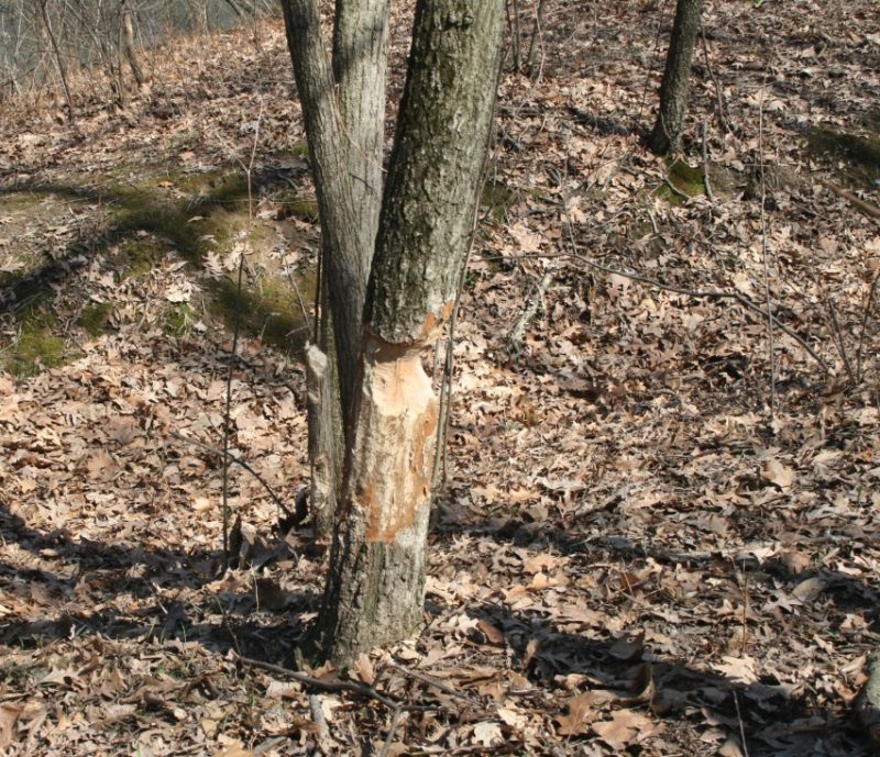 Beaver Damage | Wildlife Illinois