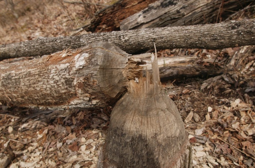 Beaver Damage | Wildlife Illinois