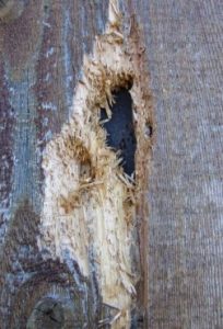Wooden Siding Damage | Wildlife Illinois