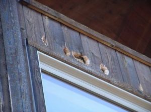Wooden Siding Damage | Wildlife Illinois