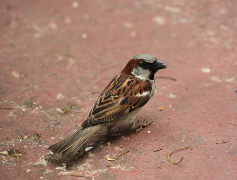 House Sparrow | Wildlife Illinois
