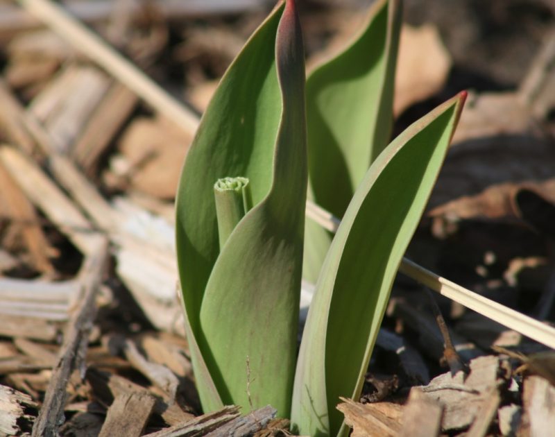 Rabbit Garden Damage | Wildlife Illinois