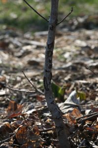 Damage to Trees and Shrubs | Wildlife Illinois