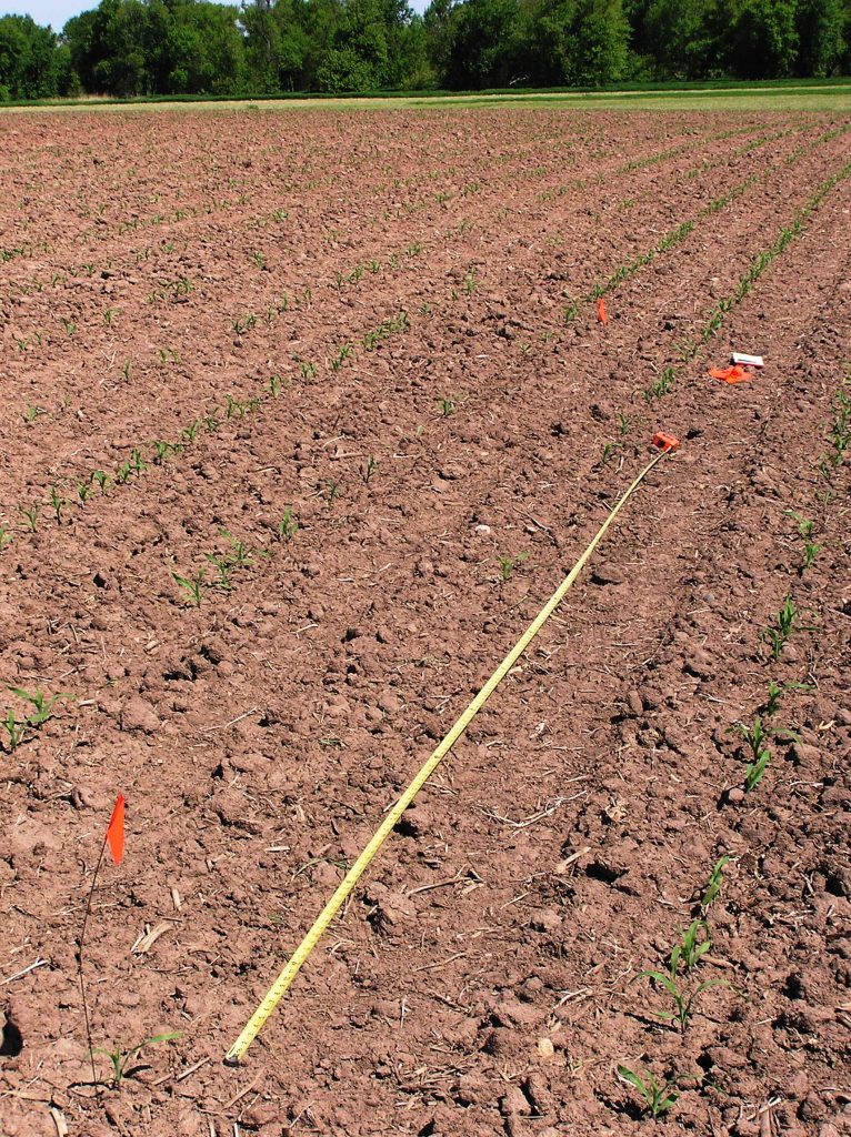 Corn Damage by Sandhill Crane | Wildlife Illinois