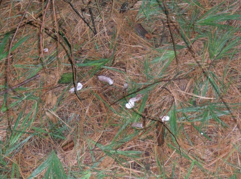 Wild Turkey Scat | Wildlife Illinois