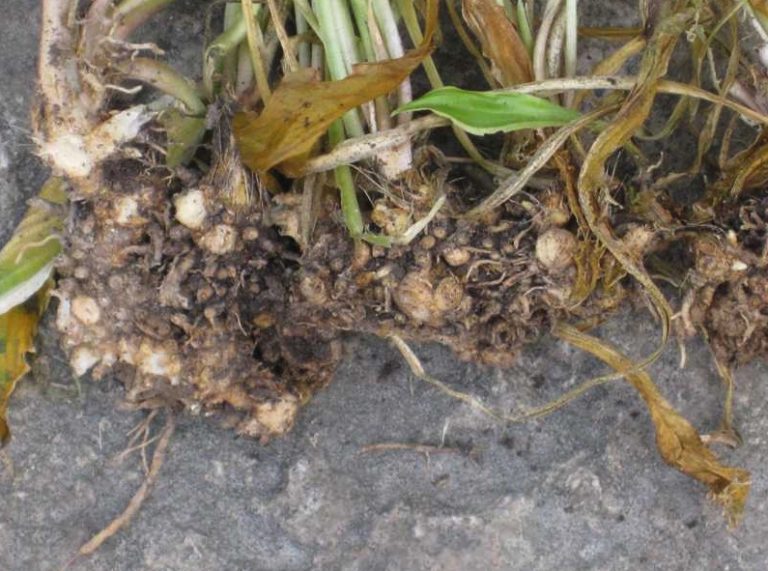 Wildlife Eating My Flowers or Landscaping | Wildlife Illinois