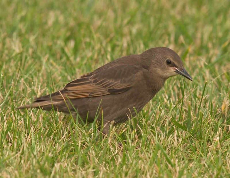 European Starling | Wildlife Illinois