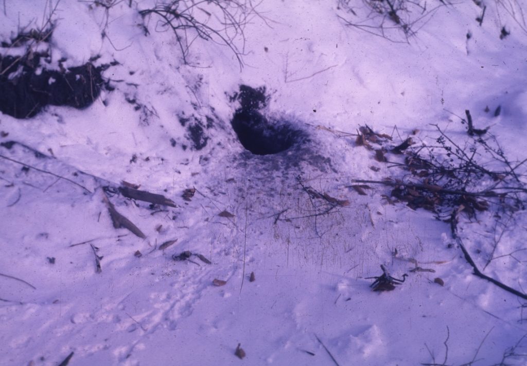 Beaver Den | Wildlife Illinois
