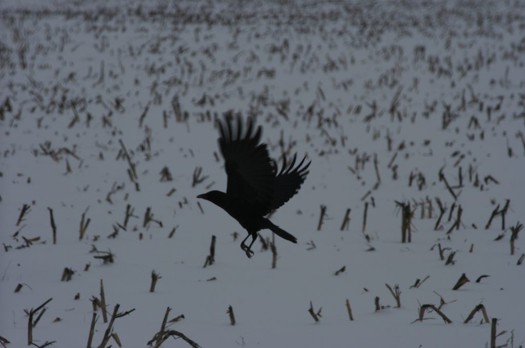American Crow | Wildlife Illinois