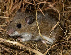 Rats and Mice | Wildlife Illinois