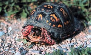 Turtles | Wildlife Illinois