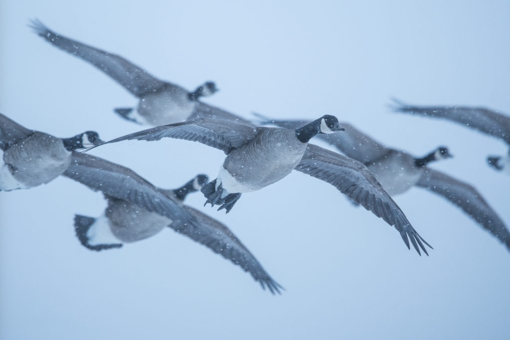 Canada Goose | Wildlife Illinois