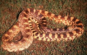 Snakes | Wildlife Illinois