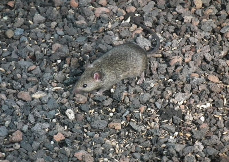 Rats and Mice | Wildlife Illinois