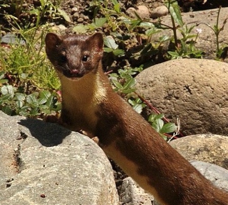 Weasels | Wildlife Illinois