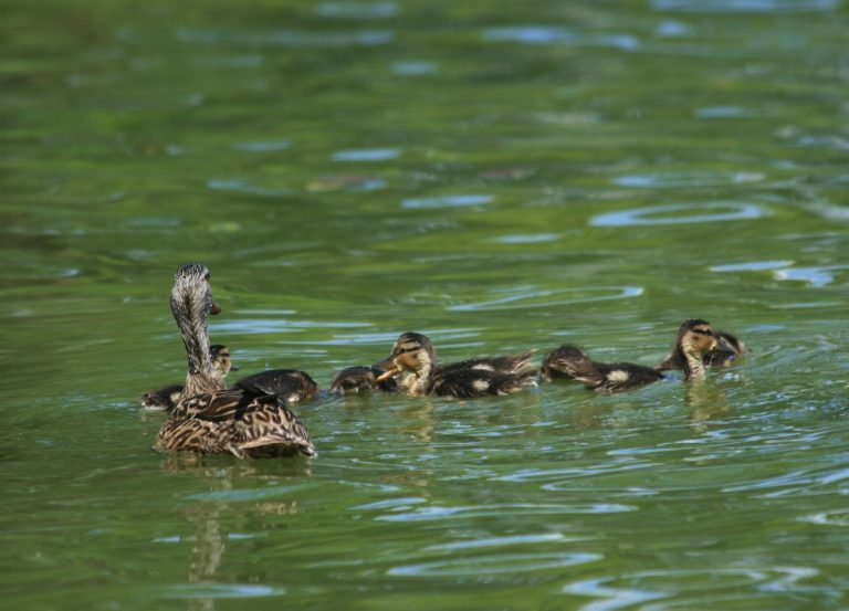 Mallard | Wildlife Illinois