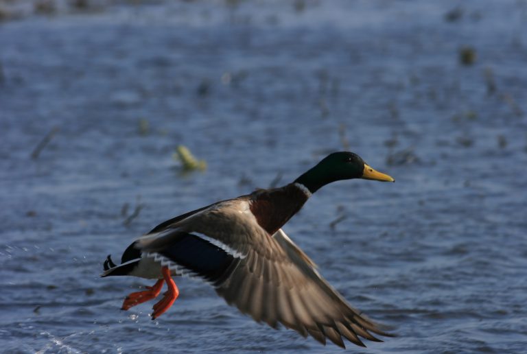Mallard | Wildlife Illinois