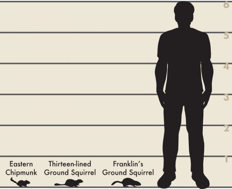 Ground Squirrels | Wildlife Illinois
