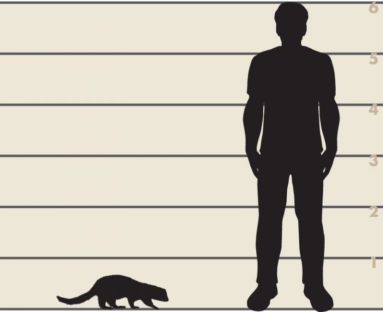 American Mink | Wildlife Illinois