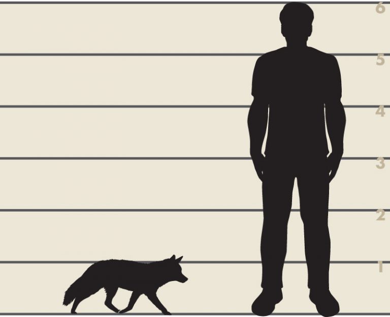 Red Fox | Wildlife Illinois